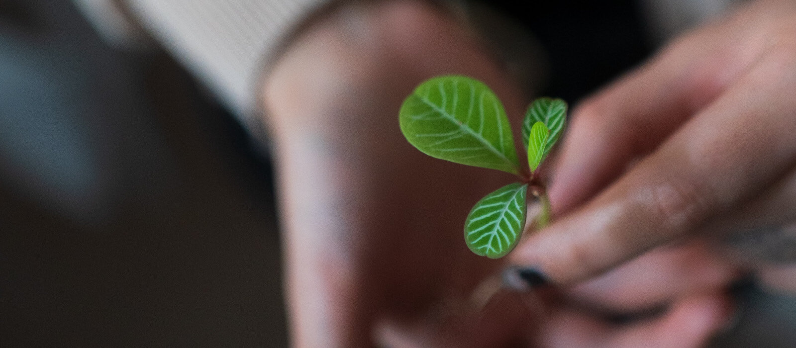 Stellantis Bank SA Niederlassung Österreich | Handelspartner